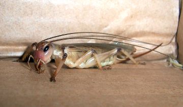 Cricket (insect) - New World Encyclopedia