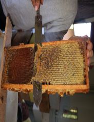 Honey - New World Encyclopedia