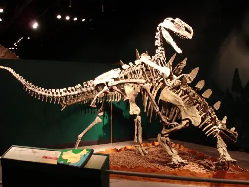 Stegosaur - New World Encyclopedia