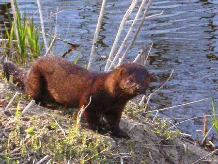Mink - New World Encyclopedia
