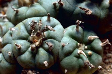 Peyote - New World Encyclopedia