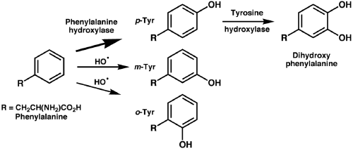 Tyrosine - New World Encyclopedia