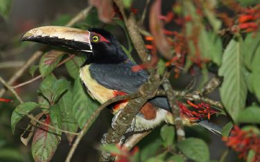 Toucan - New World Encyclopedia