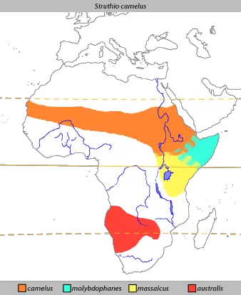 Ostrich - New World Encyclopedia