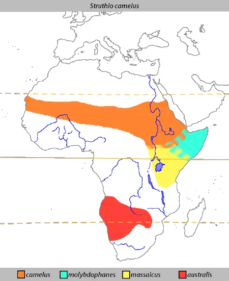 Ostrich - New World Encyclopedia