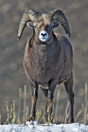 Horn (anatomy) - New World Encyclopedia