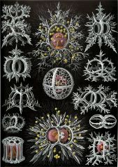 Radiolaria - New World Encyclopedia
