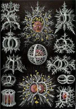 Ernst Haeckel - New World Encyclopedia