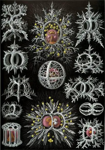 Ernst Haeckel - New World Encyclopedia