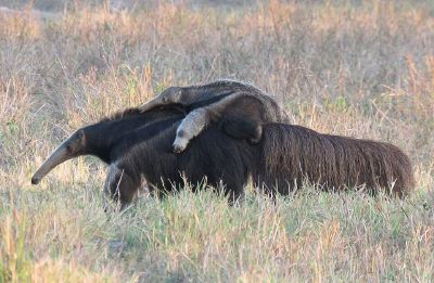 Anteater - New World Encyclopedia
