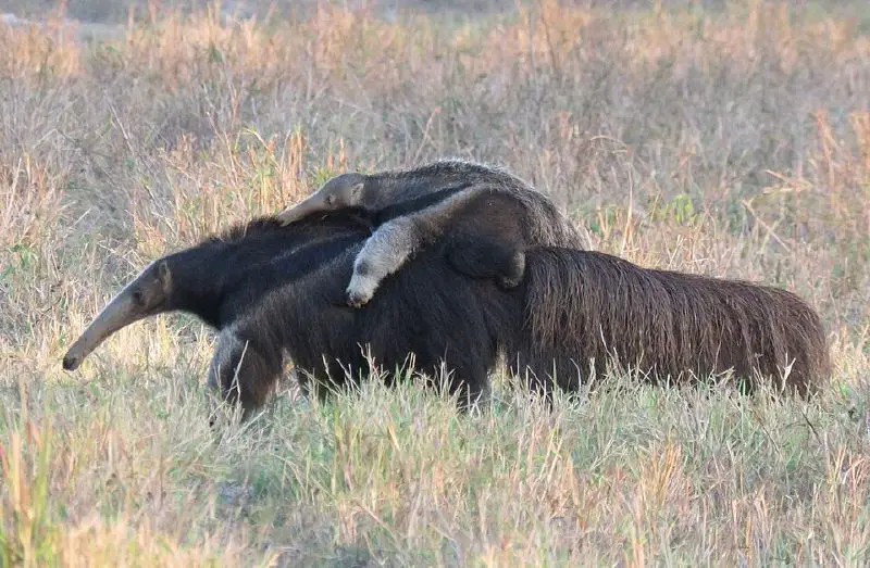 Anteater - New World Encyclopedia