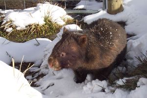 Wombat - New World Encyclopedia