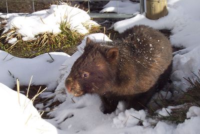 Wombat - New World Encyclopedia