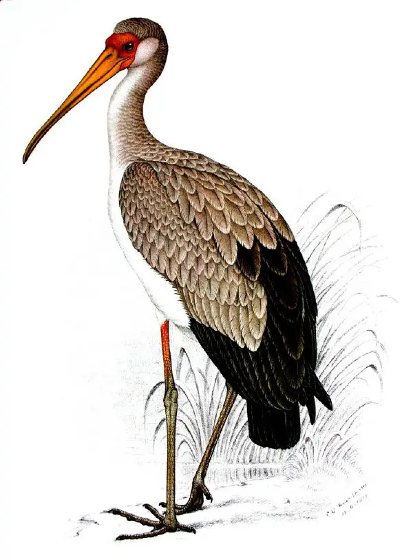 Stork - New World Encyclopedia
