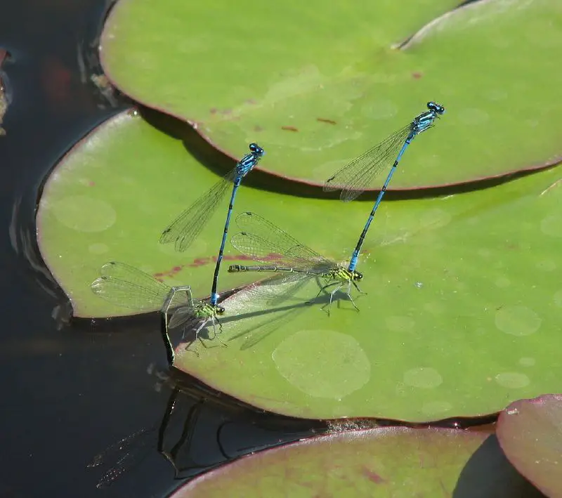 Odonata - New World Encyclopedia