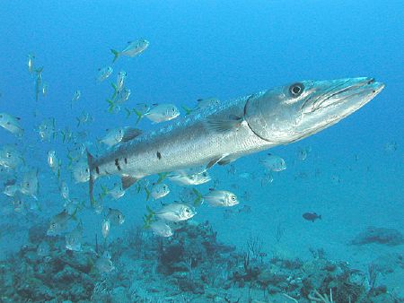 Barracuda - New World Encyclopedia