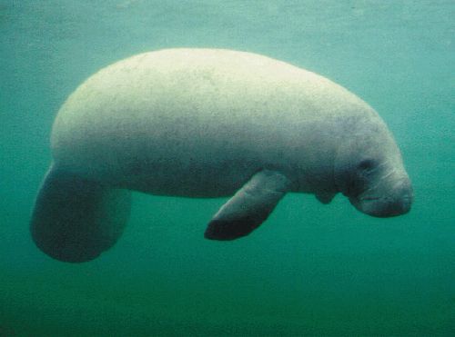 Manatee - New World Encyclopedia