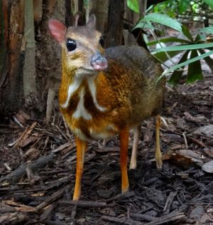Chevrotain - New World Encyclopedia