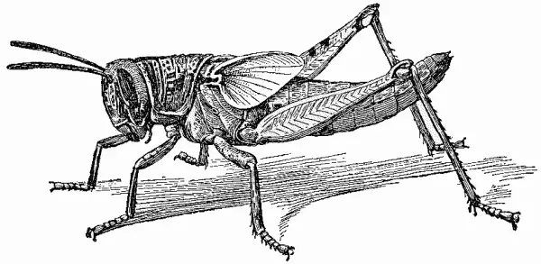 Locust - New World Encyclopedia