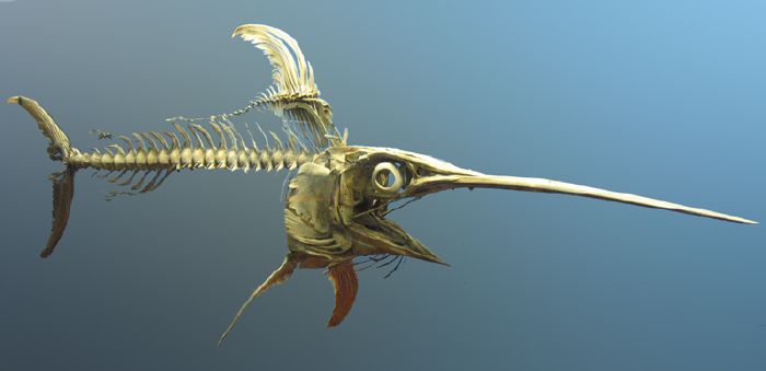 Swordfish - New World Encyclopedia