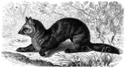 Sable - New World Encyclopedia