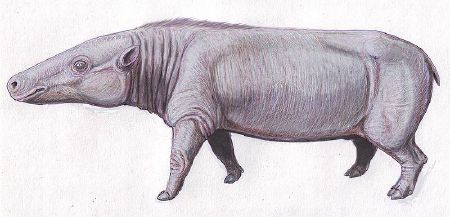 Hippopotamus - New World Encyclopedia