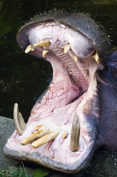 Hippopotamus - New World Encyclopedia