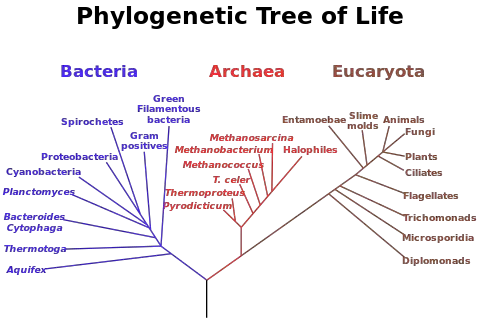 Archaea - New World Encyclopedia