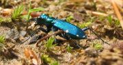 Beetle - New World Encyclopedia