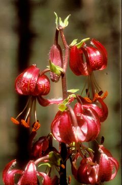 Lilium - New World Encyclopedia