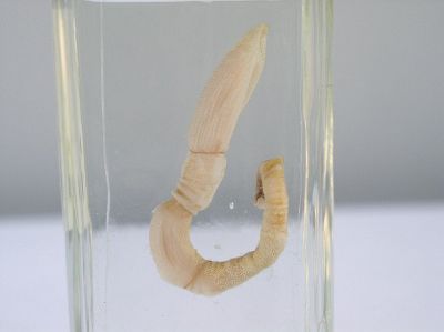 Acorn worm - New World Encyclopedia
