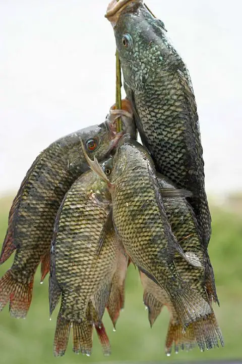 Tilapia - New World Encyclopedia