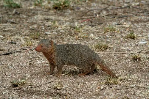 Mongoose - New World Encyclopedia