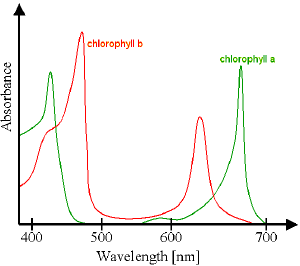 Chlorophyll - New World Encyclopedia
