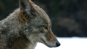 Coyote - New World Encyclopedia