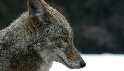 Canidae - New World Encyclopedia