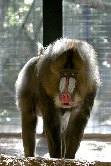 Mandrill - New World Encyclopedia