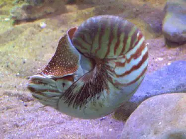 Nautilus - New World Encyclopedia