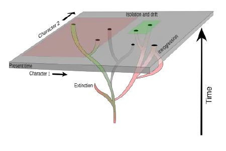 Taxonomy (biology) - New World Encyclopedia