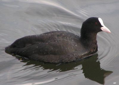 Coot - New World Encyclopedia
