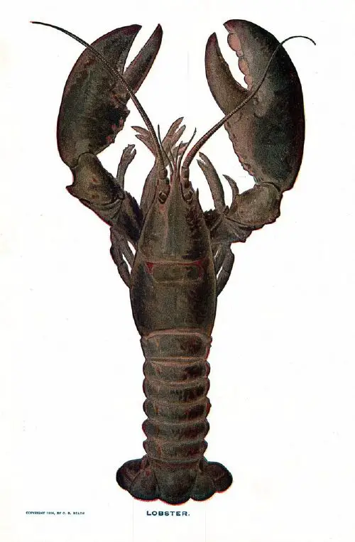 Lobster - New World Encyclopedia