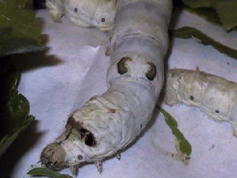Silkworm - New World Encyclopedia
