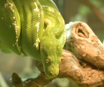 Python - New World Encyclopedia