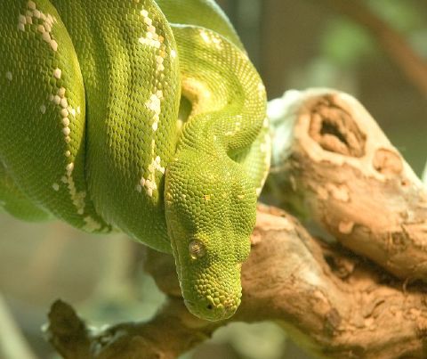 Python - New World Encyclopedia