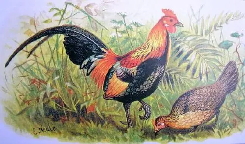 Chicken - New World Encyclopedia