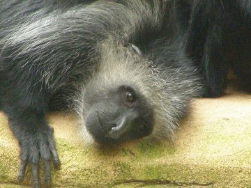 Black-and-white colobus - New World Encyclopedia
