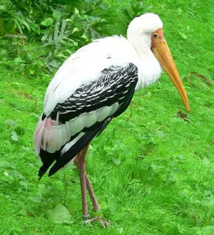 Stork - New World Encyclopedia