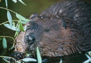 Beaver - New World Encyclopedia