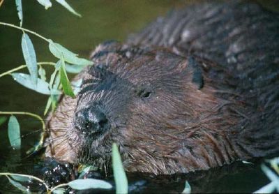 Beaver - New World Encyclopedia