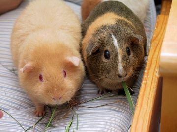 Cavy - New World Encyclopedia